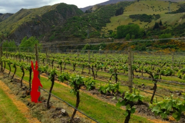 Photo Gallery » Rabbit Ranch Wine